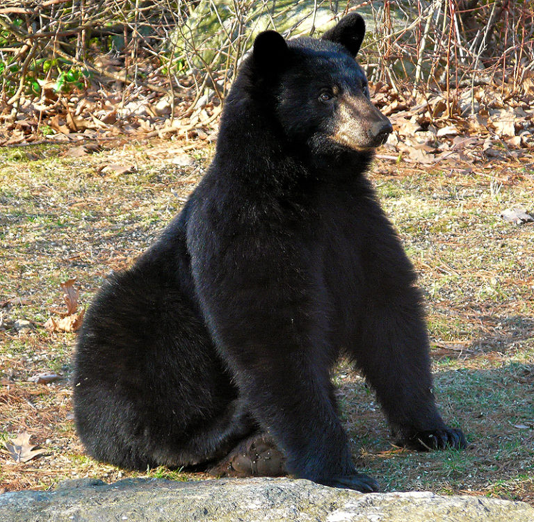 Bears Of Cornwall - Cornwall CT