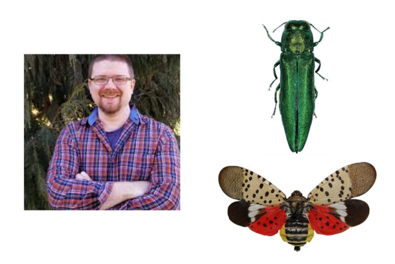 Impacts of Invasive Insects in Connecticut Forests - Zoom - Cornwall CT