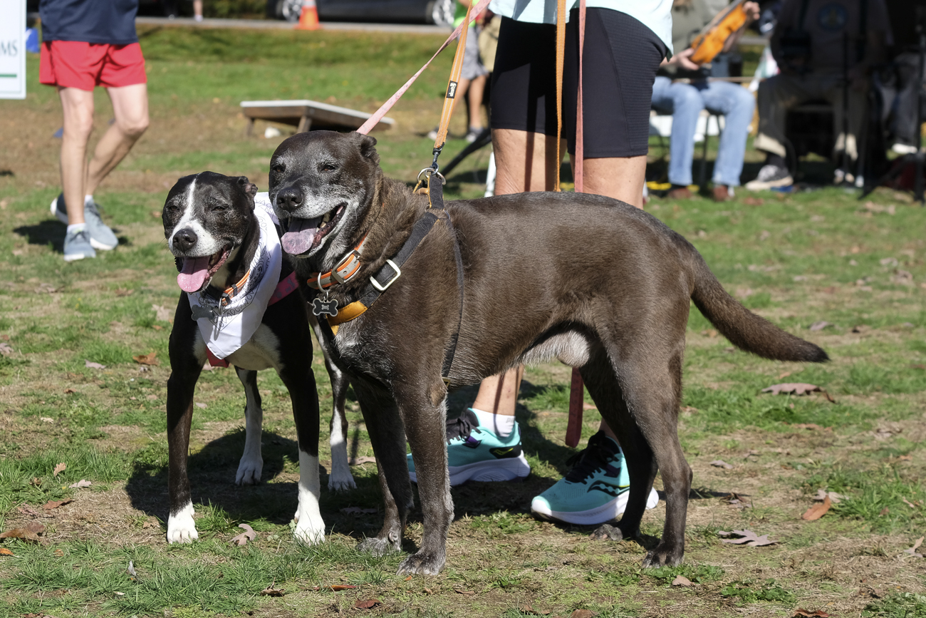 A few pictures from today's "Little Guild’s Run & Wag" 5K race in ...