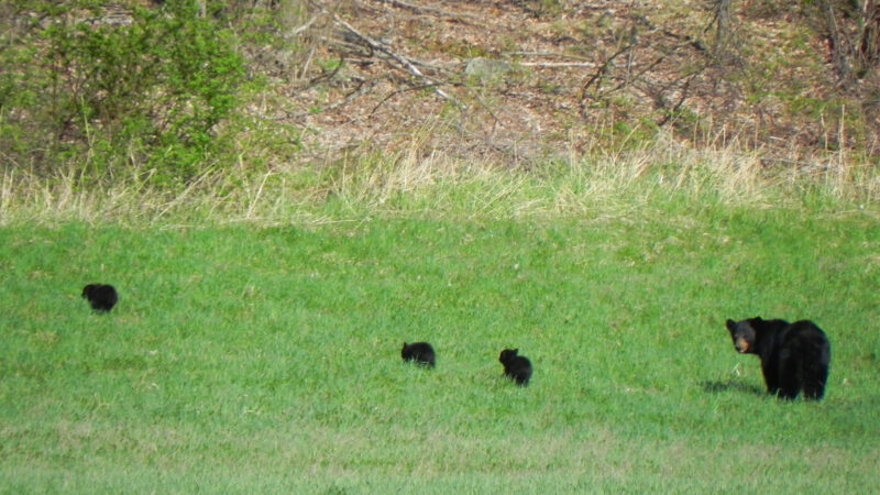 Bears Of Cornwall - Cornwall CT